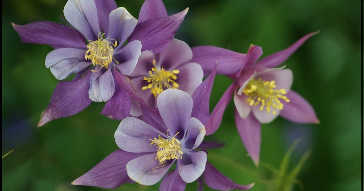 72 Scrapbooks: The Ultimate Victorian Garden: Sarah Eva Howe Recalls ...