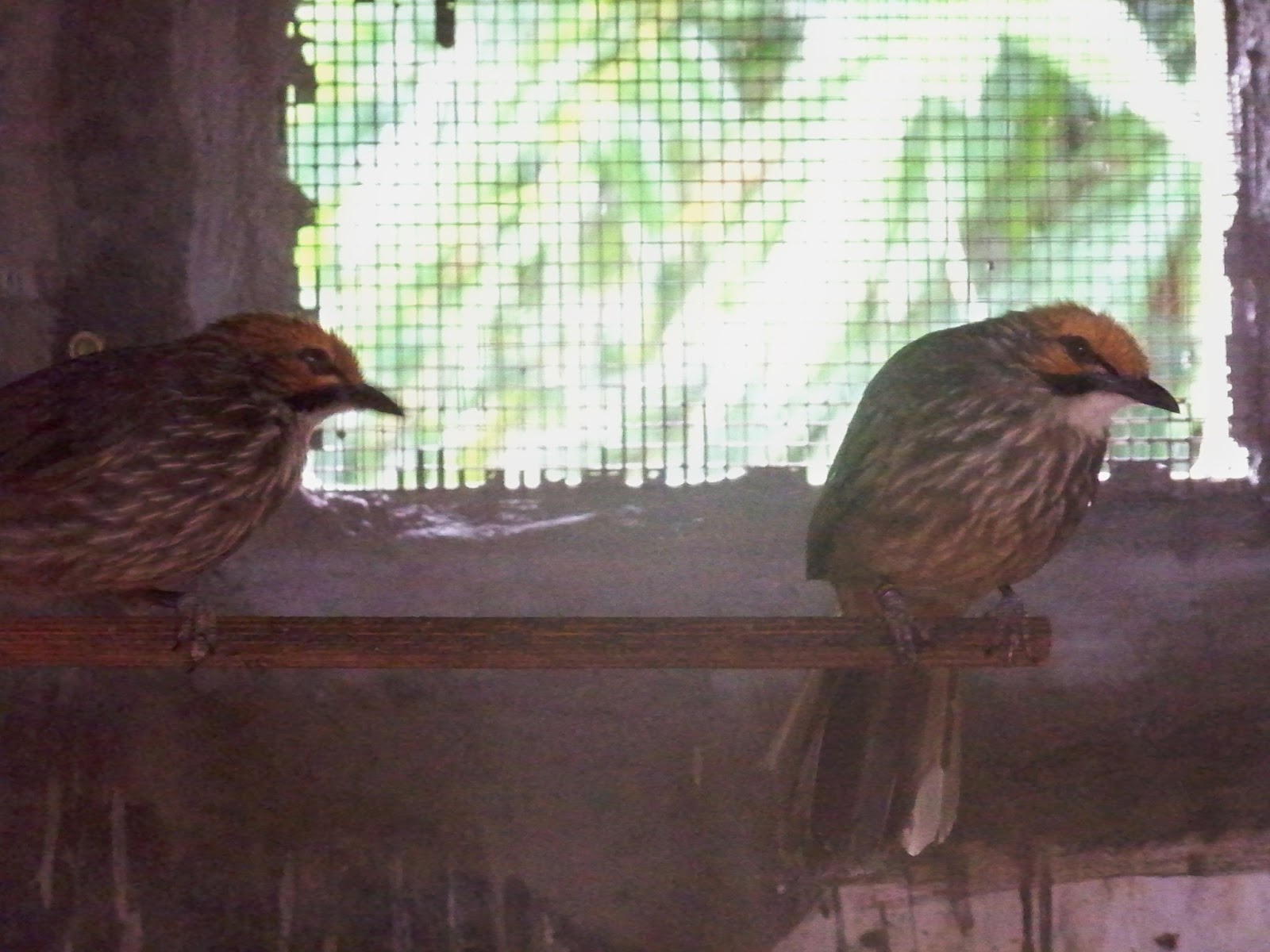 SANGKAR KICAU BIRD FARM-DUNIA BURUNG KICAUAN-MENJUAL BERBAGAI JENIS ...