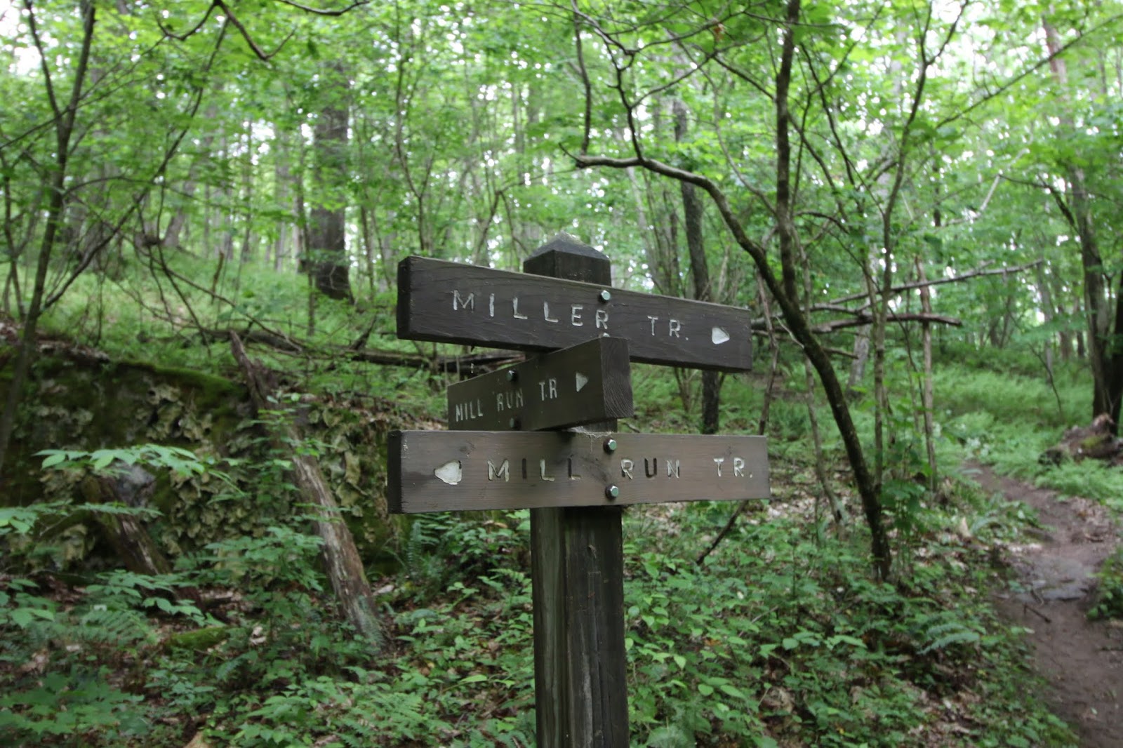 Hiking and Exploring the Quebec Run Wild Area, Forbes State Forest ...