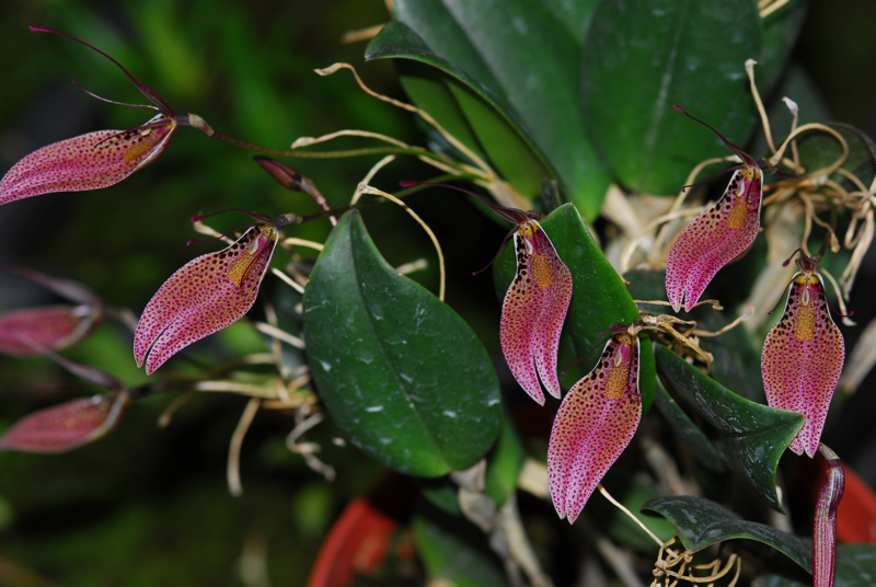 Restrepia guttulata care and culture | Travaldo's blog