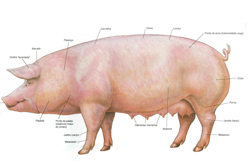[PDF] ATLAS DE ANATOMIA DE SUÍNOS