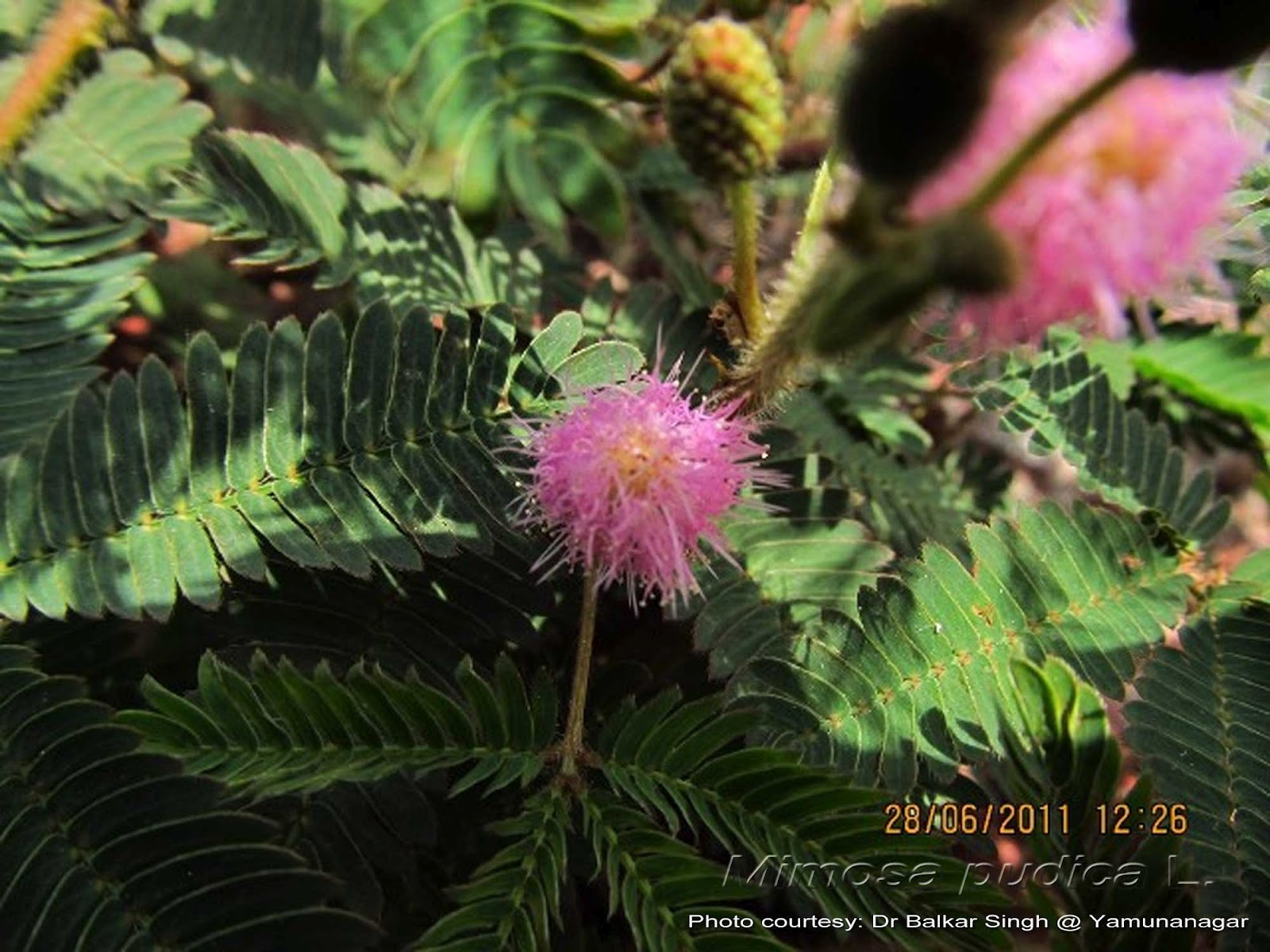 Medicinal Plants: Mimosa pudica, Chhui-mui, Lajjalu, Attipatti, Tottal ...