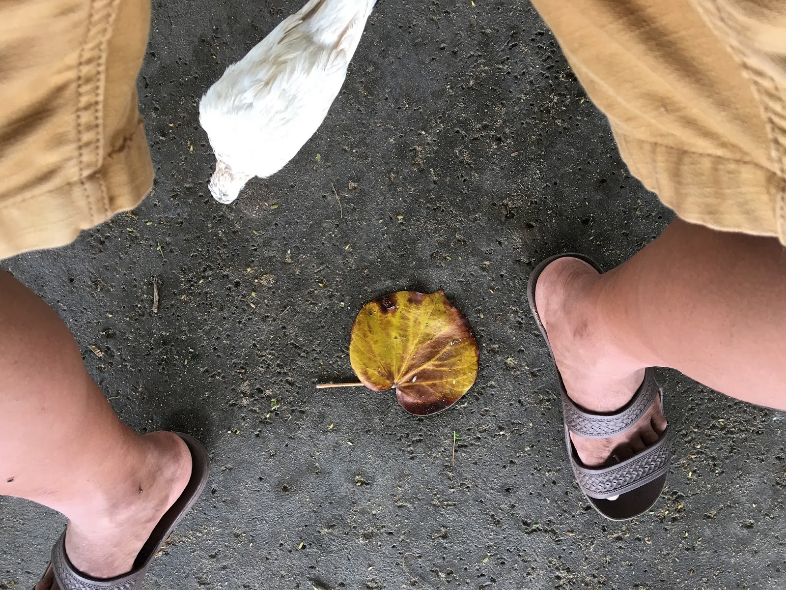 Waialae streams and a Kapakahi puzzle