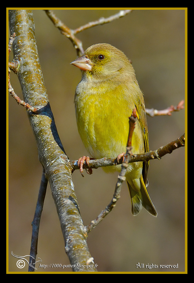 WILDLIFE GATEWAY: Verdier d'Europe