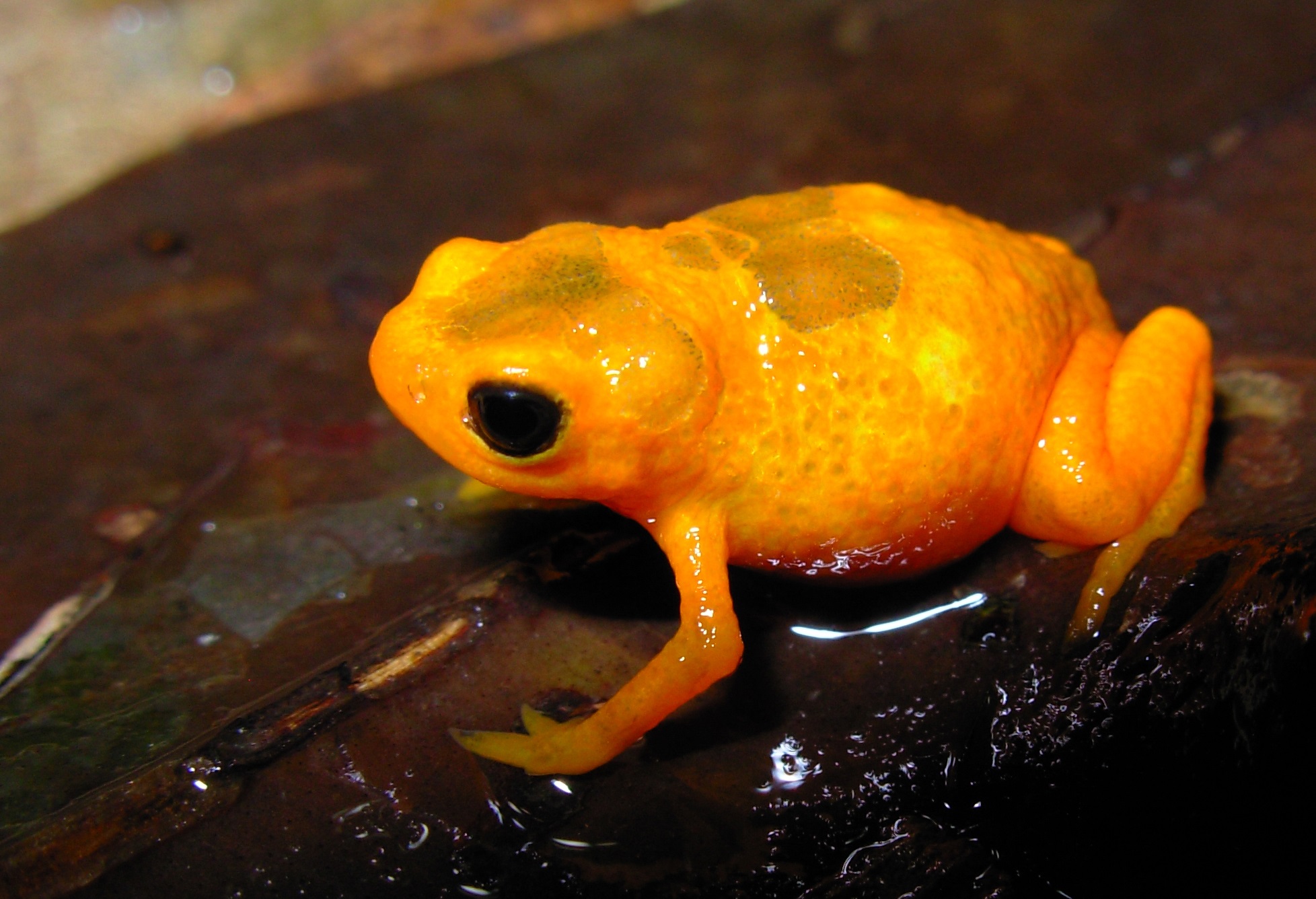 Species New to Science: [Herpetology • 2021] Brachycephalus ibitinga ...