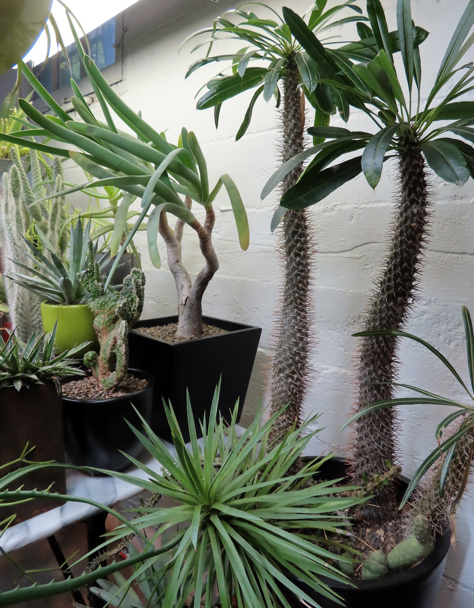 danger garden: The basement garden...