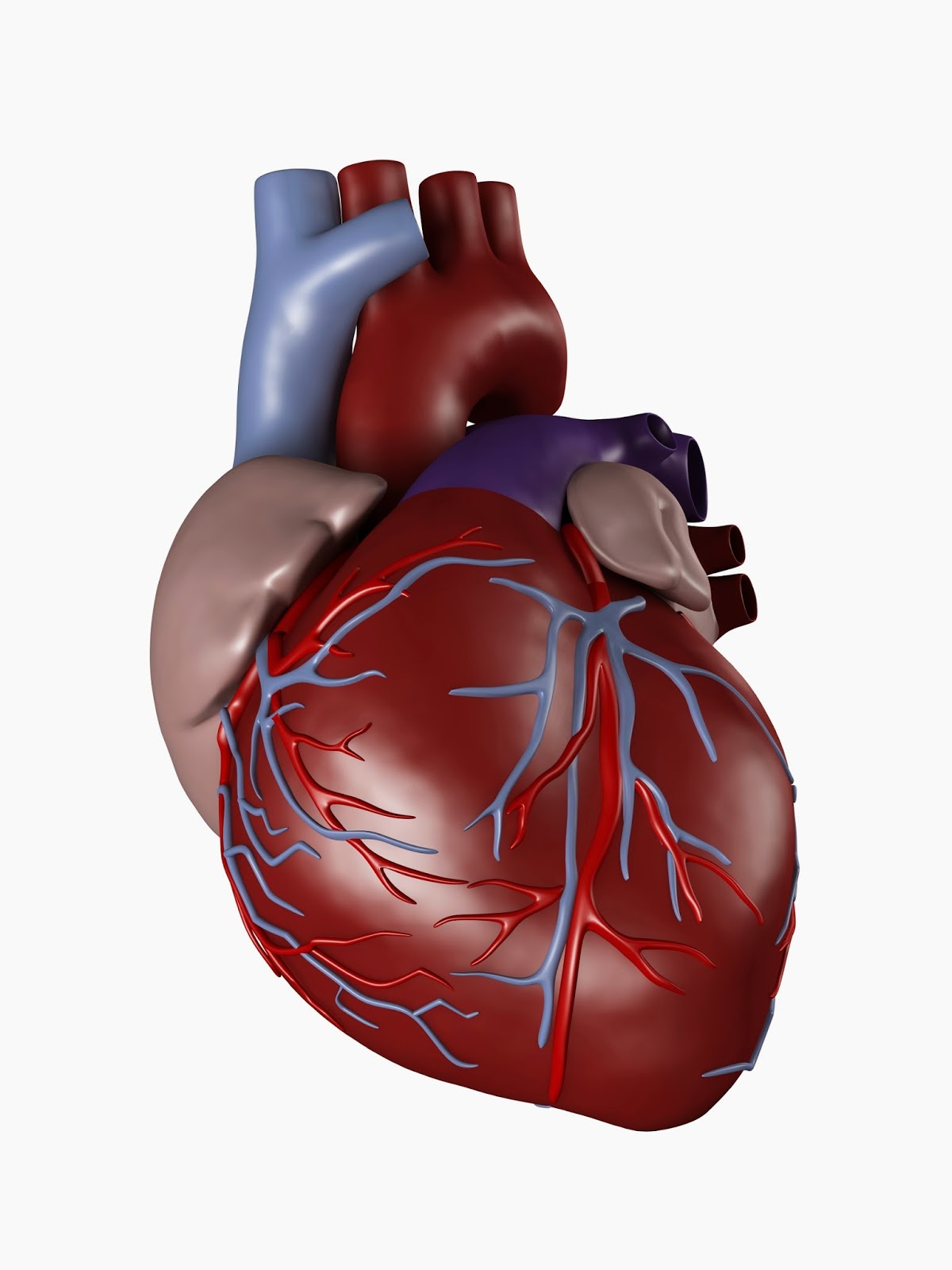 Penyakit jantung | Hikmah kesehatan