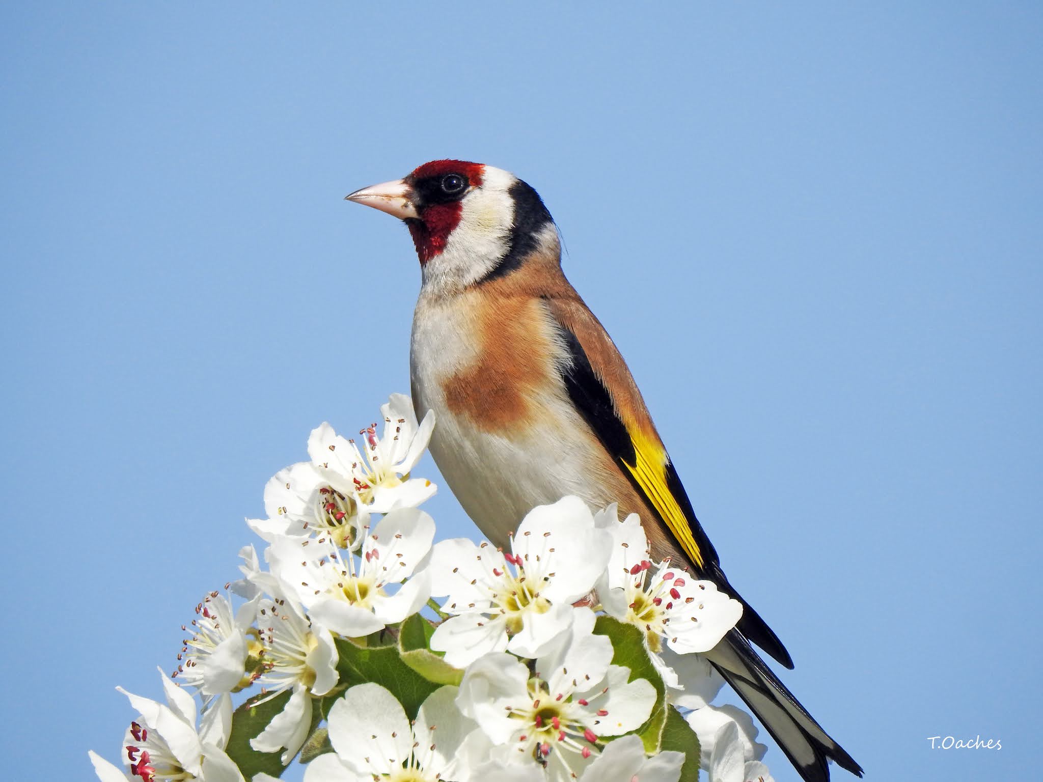 PASARI DIN ROMANIA: STICLETE(1), Carduelis carduelis