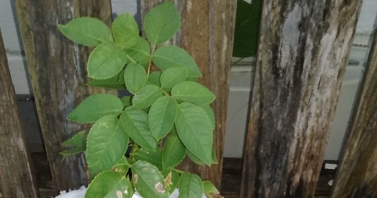 ROSEGASMS: 'Ruby Voodoo' is a rose I bred in Denver in July 1998. The ...