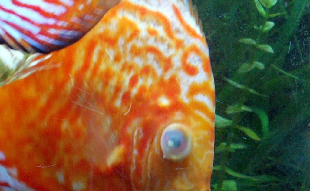 MONSTER FISH KEEPERS Freshwater Fish Diseases Part 6 monster-fish-keepers-freshwater-fish-diseases-part-6