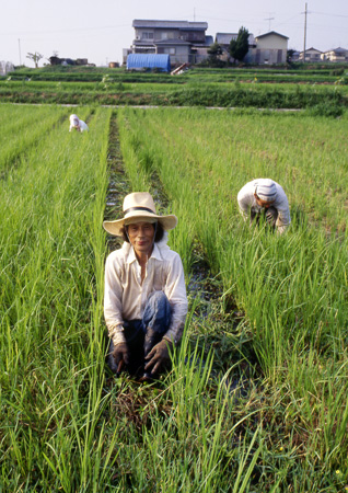 パーマカルチャー生活 Living Permaculture: 【ARTICLE】Natural Farming in Japan ...