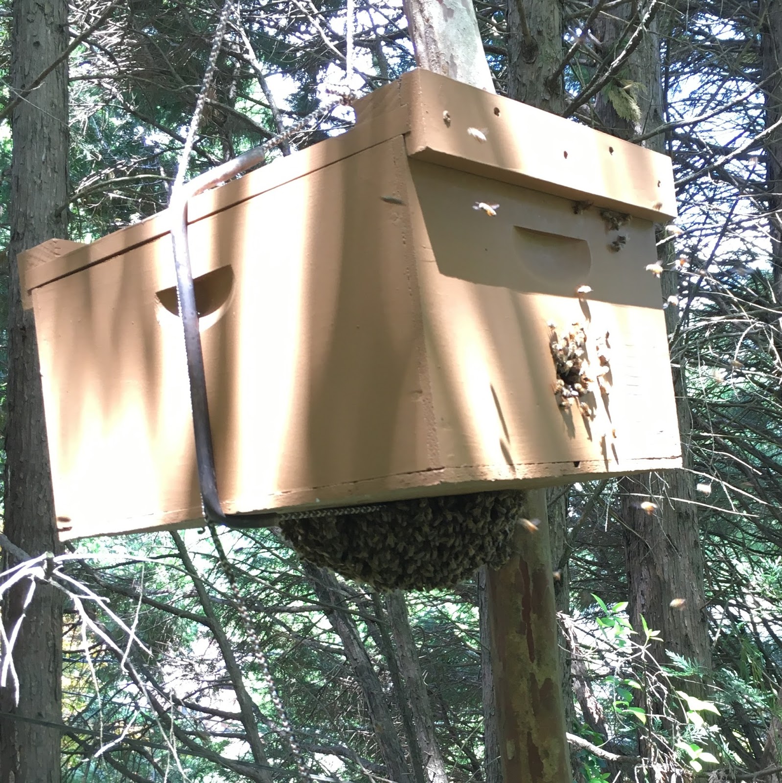 bee surprised: 2nd swarm trapping