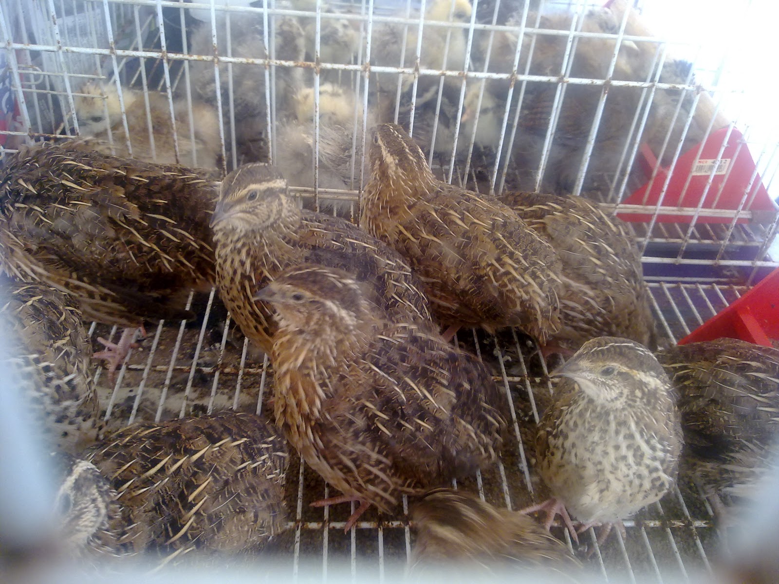 MY MALAYSIA PHOTOS: BURUNG PUYUH (QUAILS)