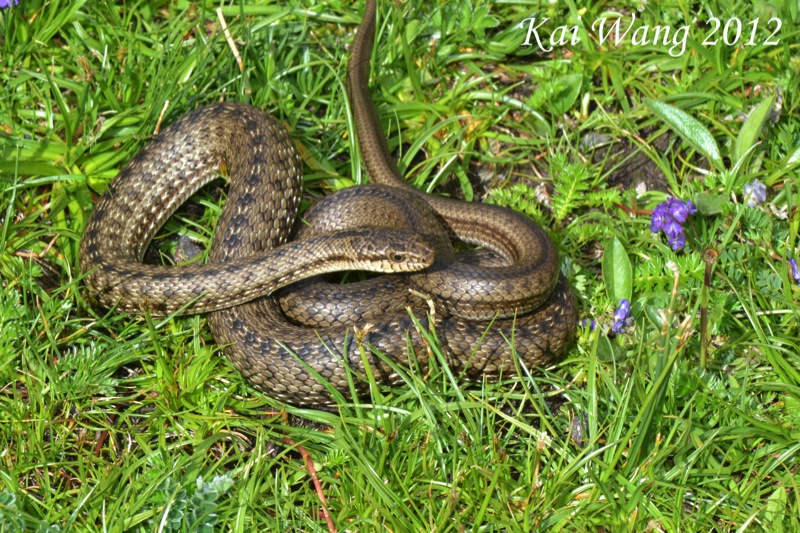 Life is short, but snakes are long: Tibetan Hot-spring Snakes