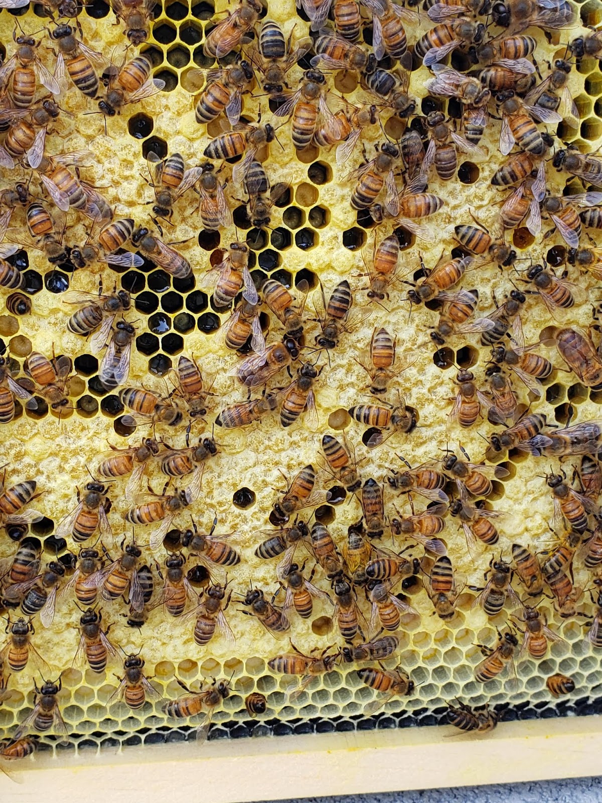 2 or 3 lines (and so much more): Jimmie Rodgers – "Honeycomb" (1957)