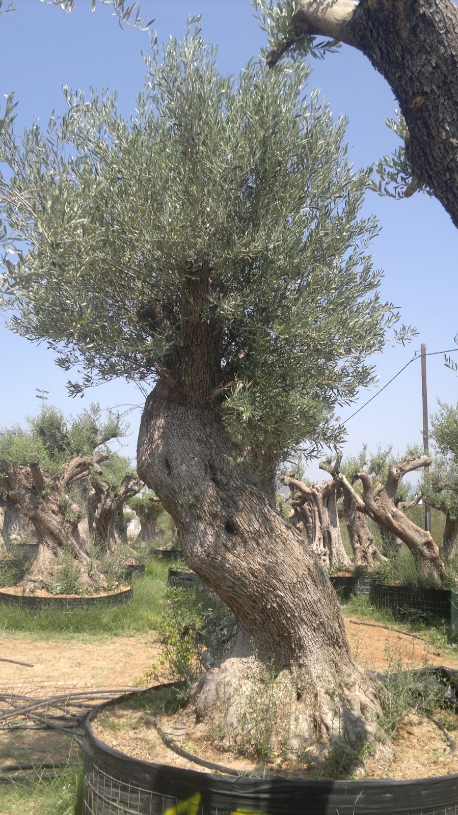 ΦΥΤΩΡΙΑ ΔΕΛΤΑ NURSERIES DELTA TREES LTD: ΕΛΙΕΣ - ΕΛΑΙΟΔΕΝΤΡΑ ...