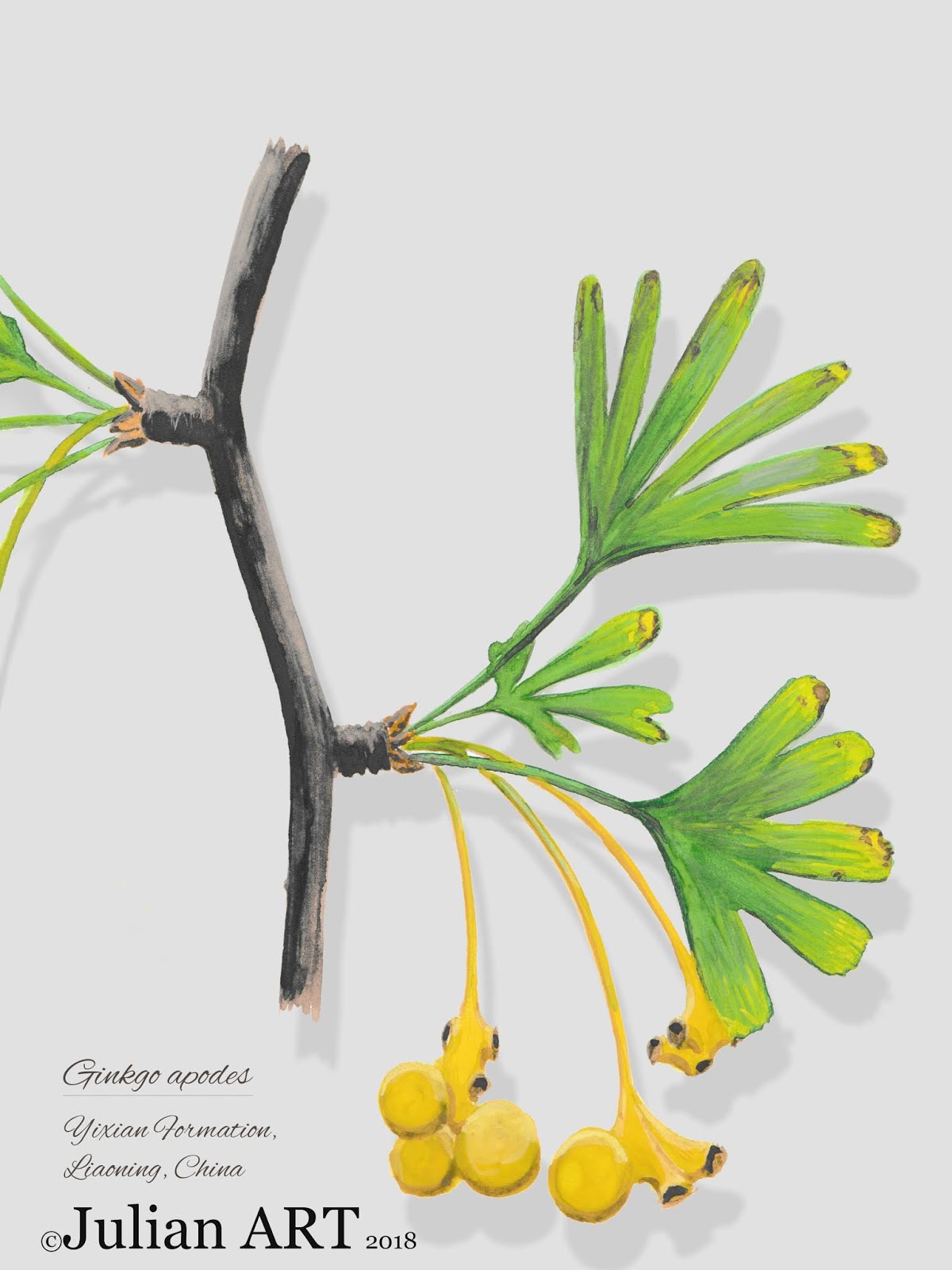 An Introduction to Palaeoflora