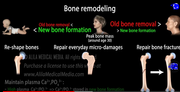 PK Overview of the Musculoskeletal System, Animation
