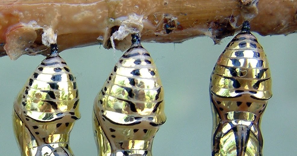 EL RINCÓN DE GUNDISALVUS: El día de la crisálida