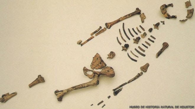 Compartiendo mi opinión: Lucy, el esqueleto de Australopithecus ...