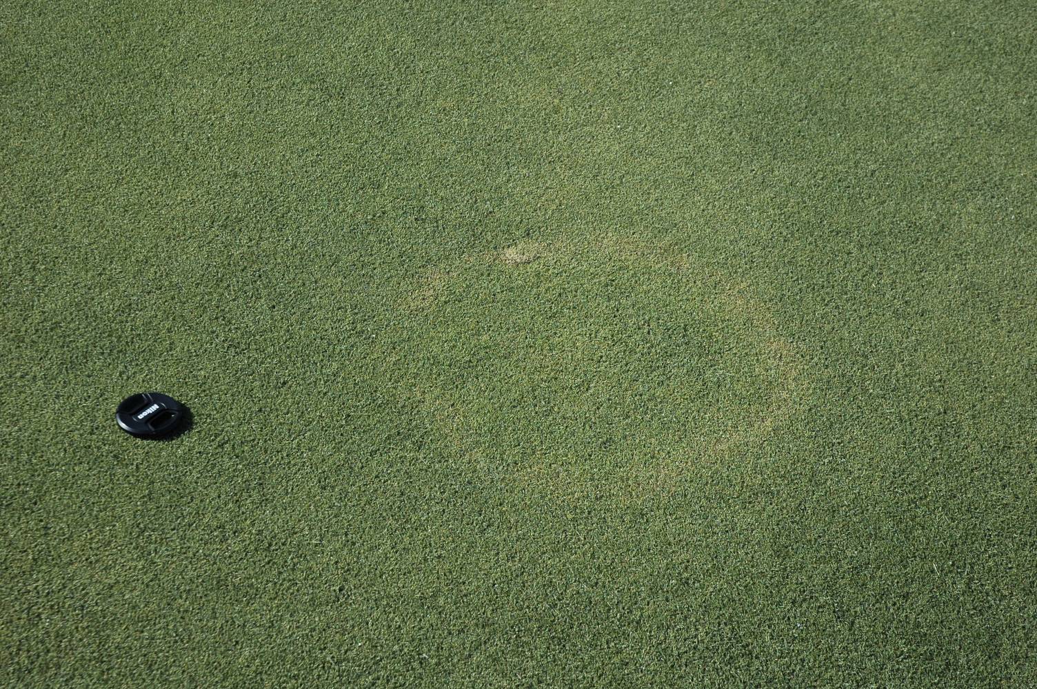 NC State Turf Pathology: Watch for winter symptoms of Pythium root ...