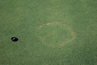 NC State Turf Pathology: Watch for winter symptoms of Pythium root ...