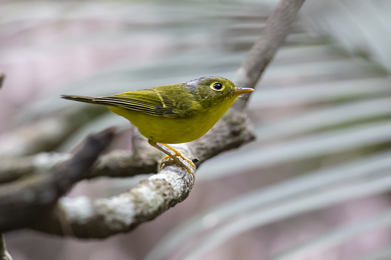 As The Crow Flies - a Hong Kong Birding Blog: White-spectacled Warbler ...