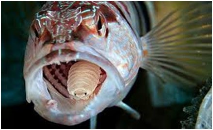 The most dangerous parasite in the world ~ Aquatic Students' Association