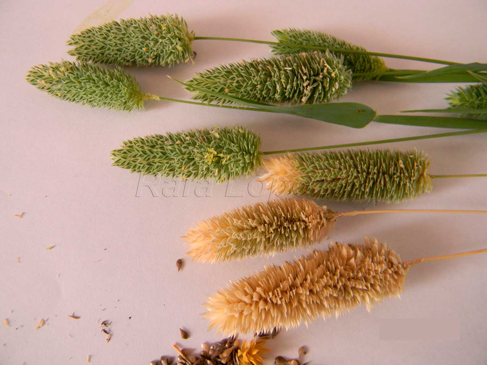 Guadamatilla: Alpiste