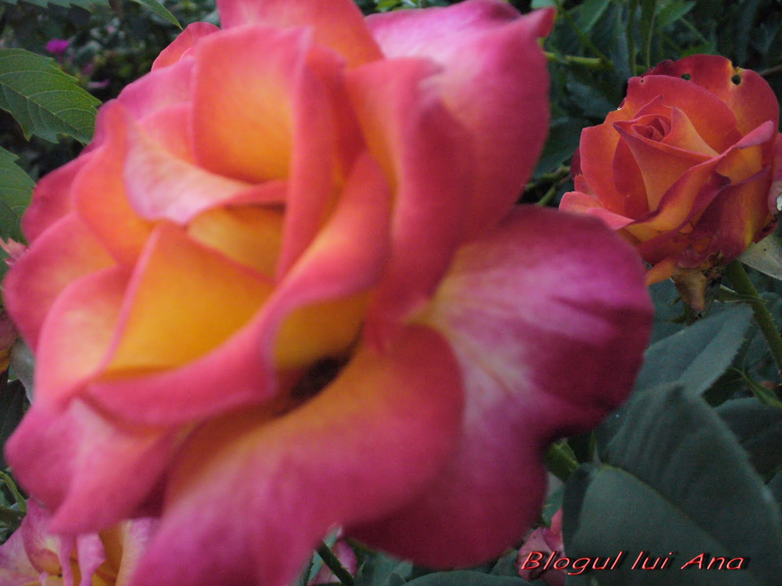 Blogul lui Ana: In gradina de flori, august