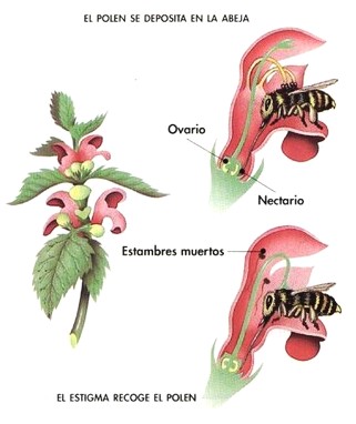 Corona Apicultores: NÉCTAR Y NECTARIOS