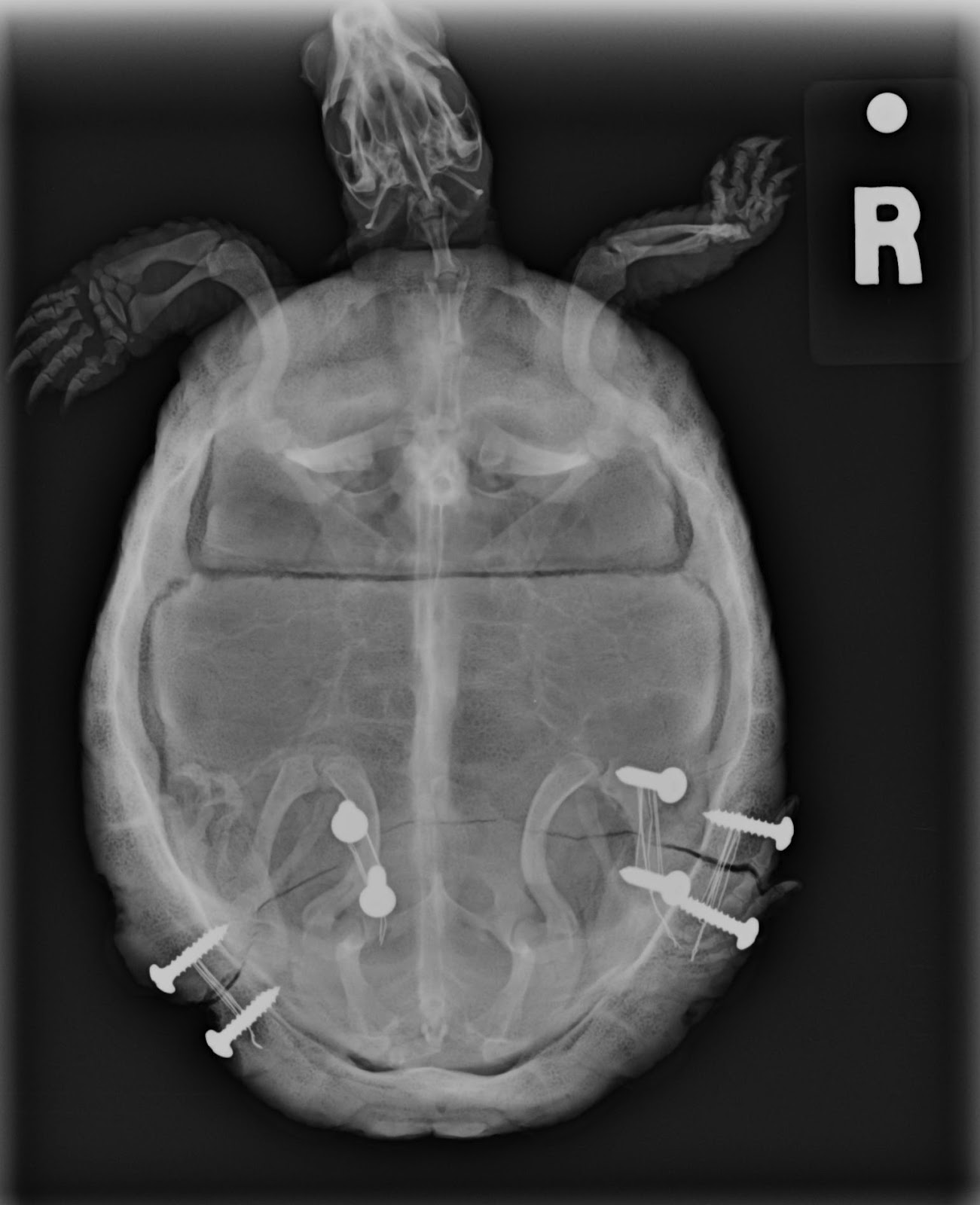 Kingsbrook Animal Hospital's Blog: Chance the Turtle.