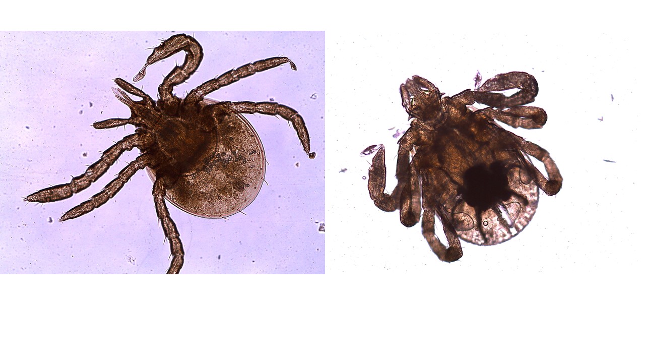 Ixodes Outreach Project: Notes from our lab