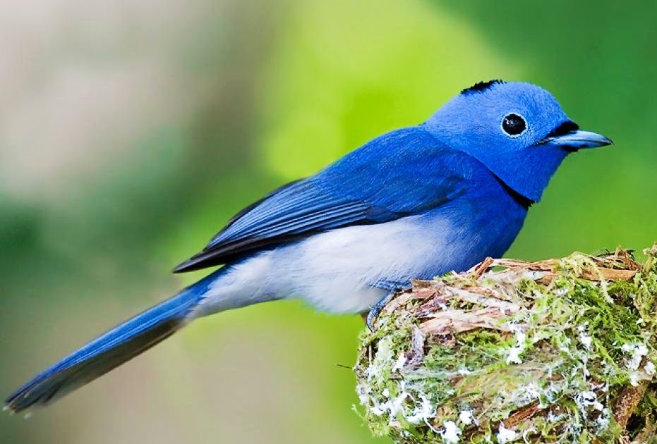 Birds of the World: Black-naped monarch