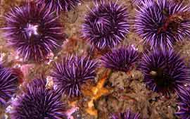 Invertebrados: Ouriço-do-mar