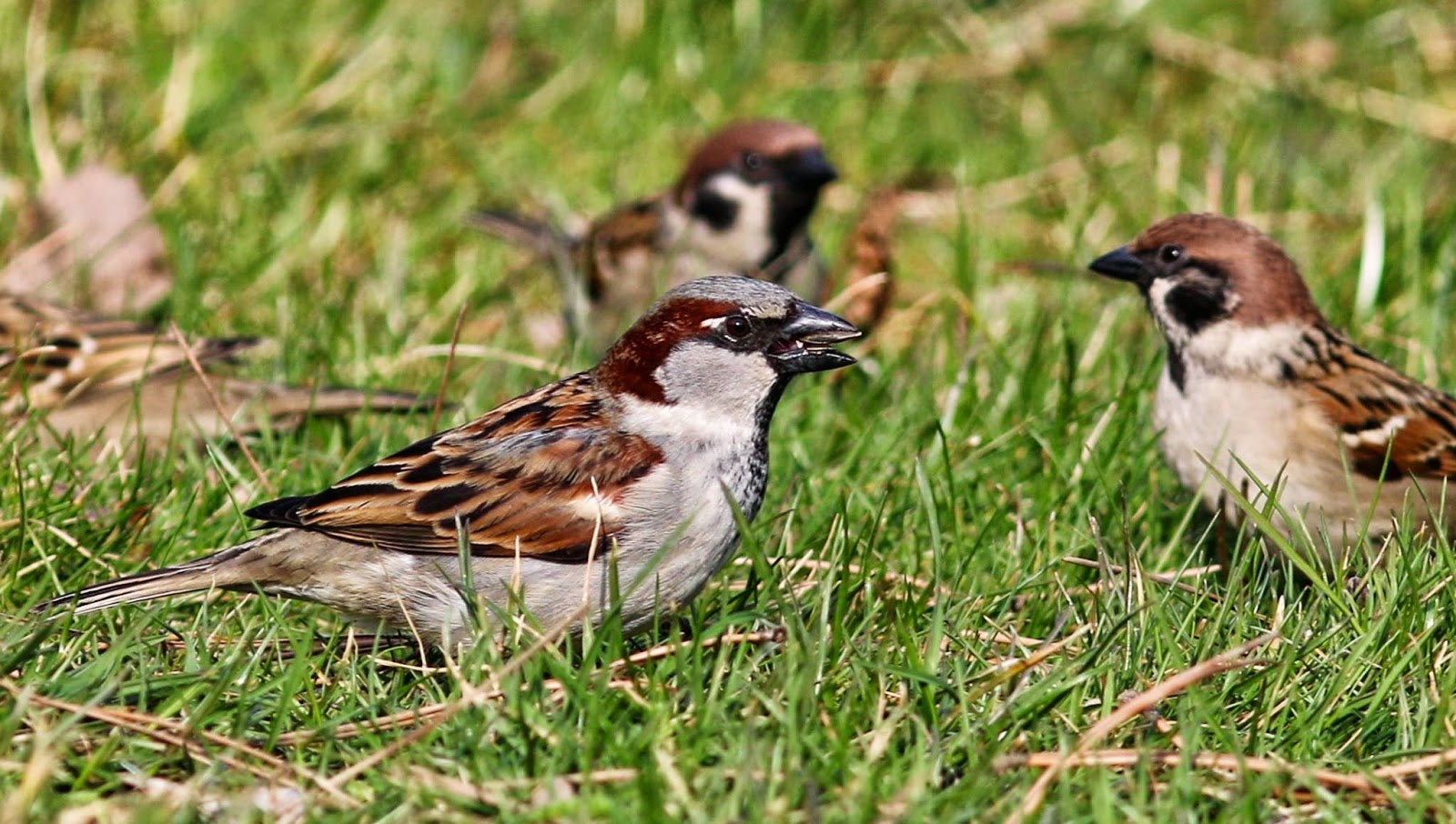 NAŠE ZAHRADY: Vrabec domácí a vrabec polní. V Česku si jej můžeme ...