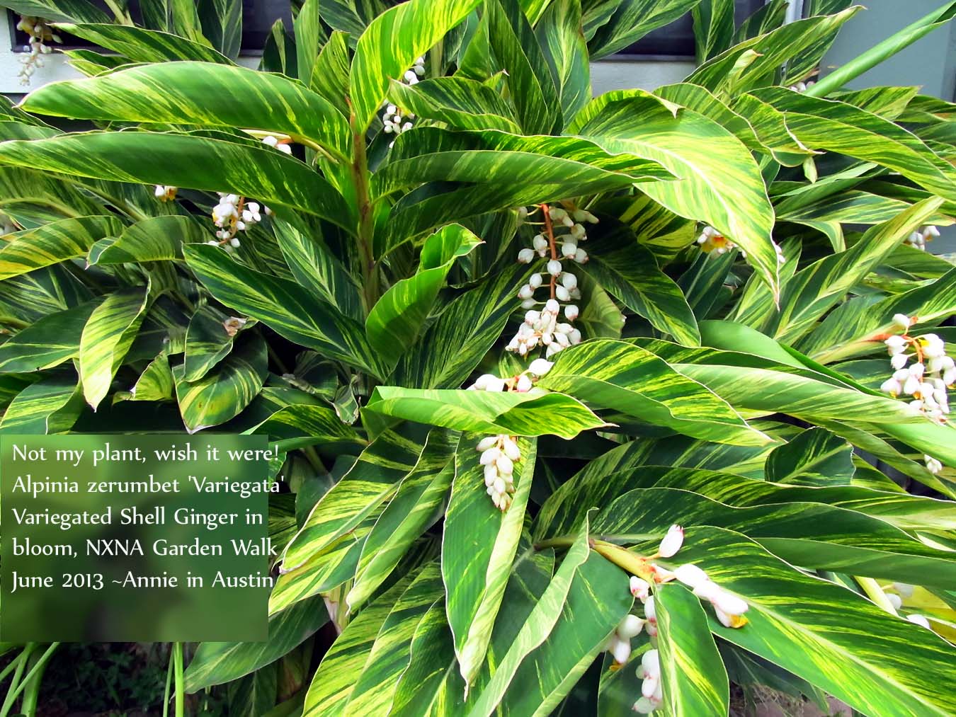 Variegated Ginger Is Edible