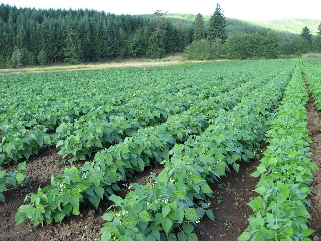 Jikwamue kimaisha na kilimo cha maharage