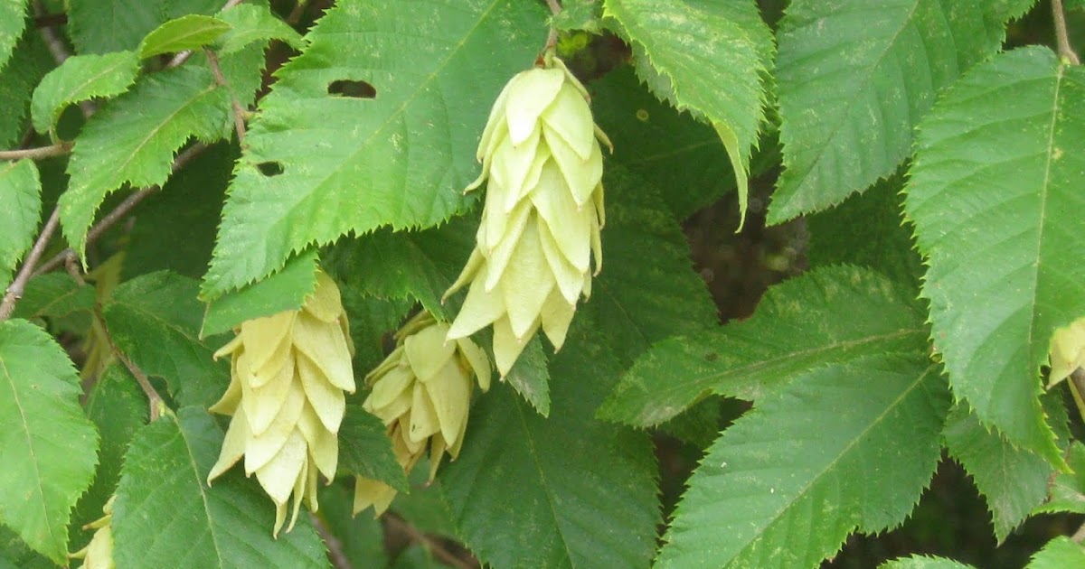 Foraging Texas: Hop Hornbeam