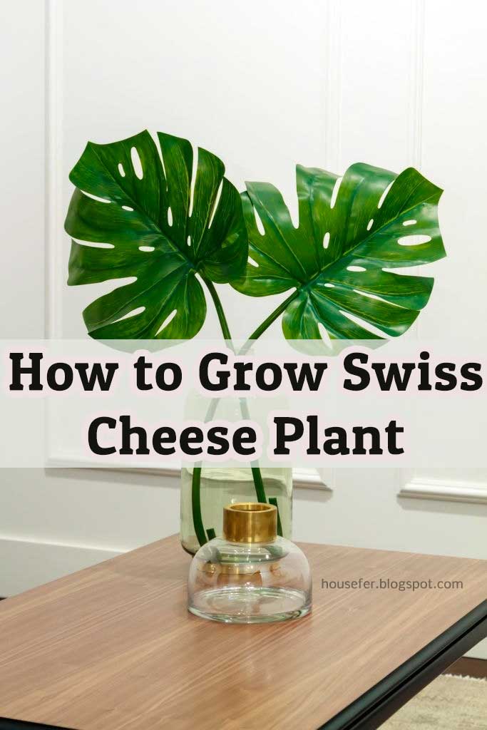 How to Grow Swiss Cheese Plant