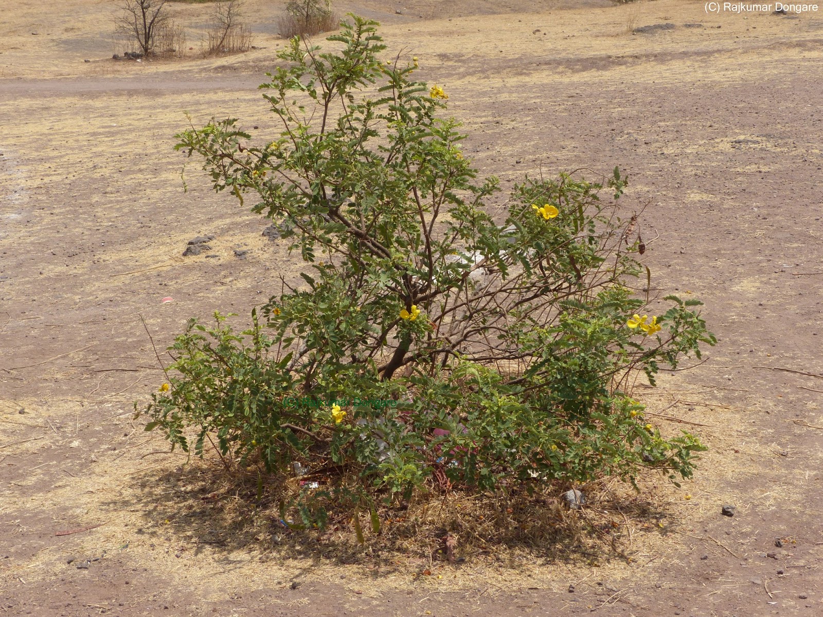 वनधन सह्याद्रीचे: Flowers: Tanner’s cassia, avaram, Maura tea tree ...