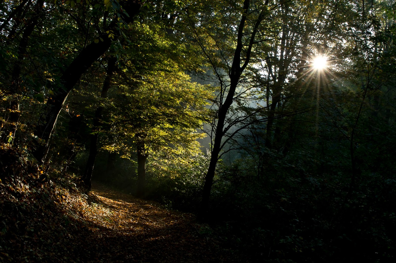 Történetek képekkel: Elvarázsolt erdő