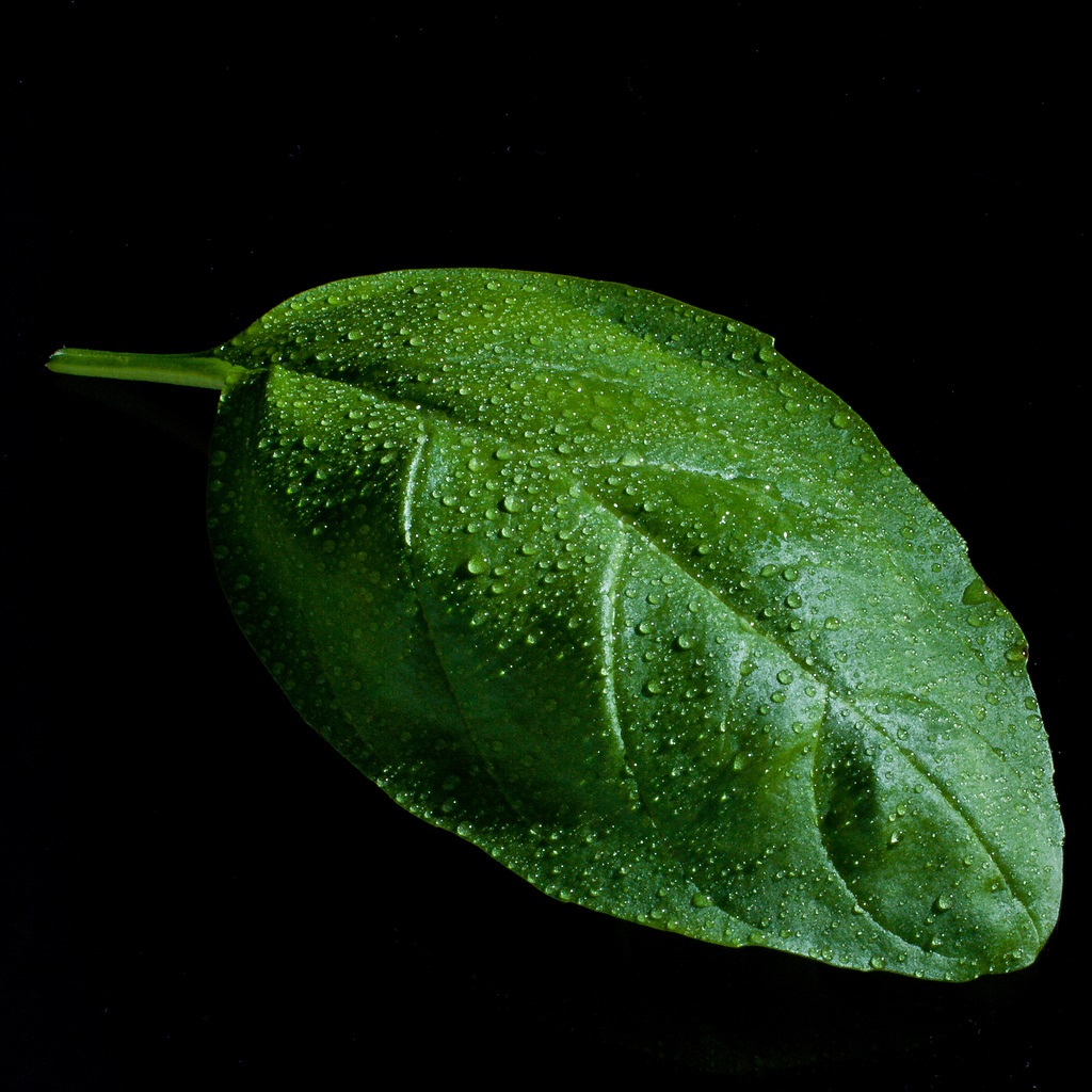 Basil: The Ultimate Guide