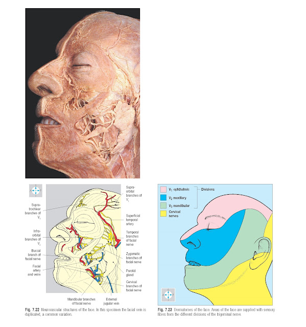 Superficial Structures of the Face and Scalp - pediagenosis