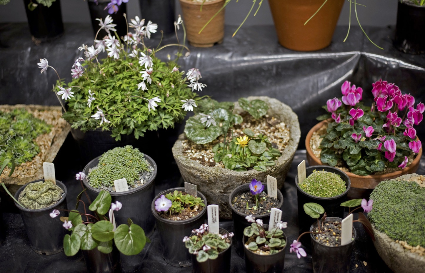 Alpine Garden Society Victorian Group: Oron Peri Talk.