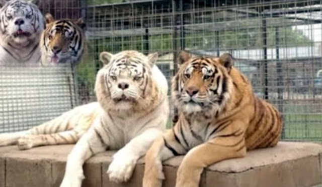 10 Most Shocking Animal Mutations - Bookmarks100