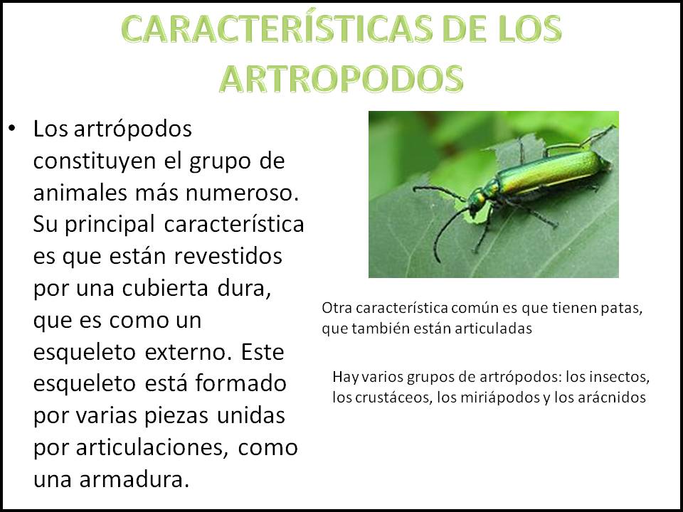 Cosas de niños para la escuela: LOS ARTRÓPODOS: POR ANDRÉS ROMERO ARAQUE.