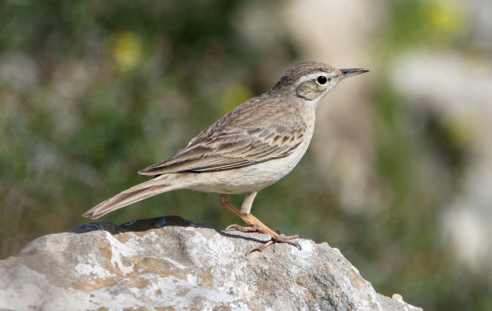 Dominic's Field Photos: Long-billed Pipits - Har Amasa