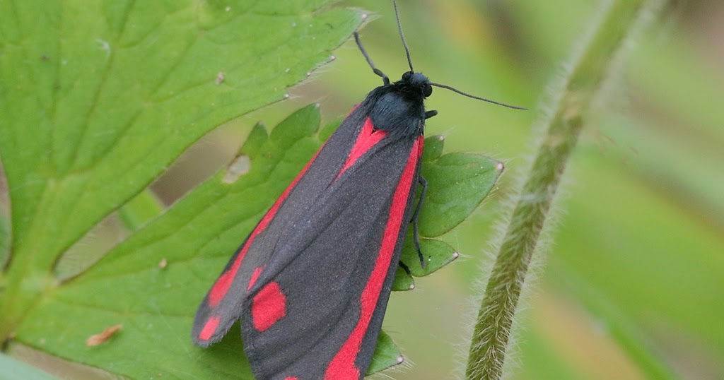 Raw Birds: CINNABAR MOTH (Tyria jacobaeae) Lullymore West Bog, I.P.C.C ...