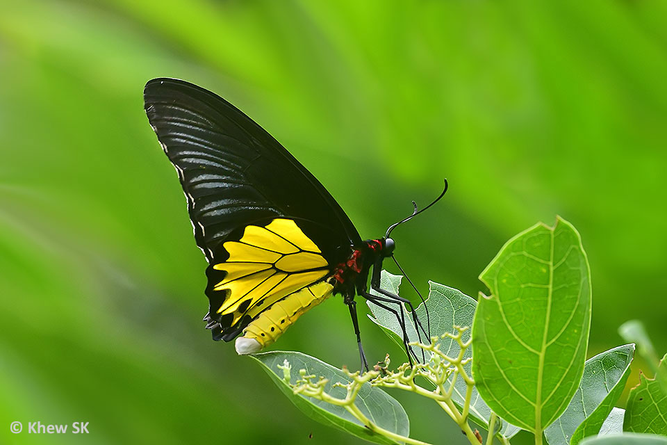 Butterflies of Singapore: Birdwing Season in Singapore